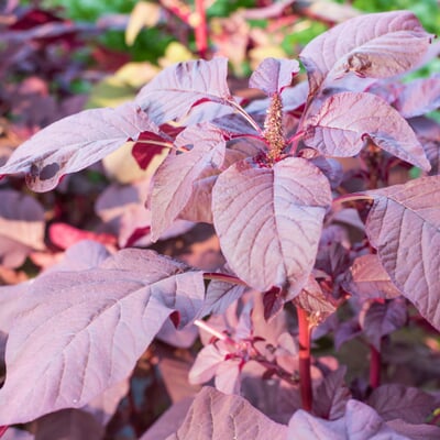 Gemüsesamen Historische Blattgemüse | Manufactum