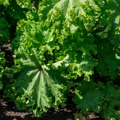 Gemüsesamen Historische Blattgemüse | Manufactum