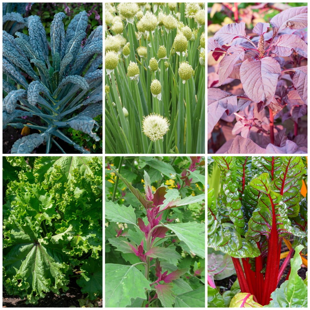 Gemüsesamen Historische Blattgemüse | Manufactum