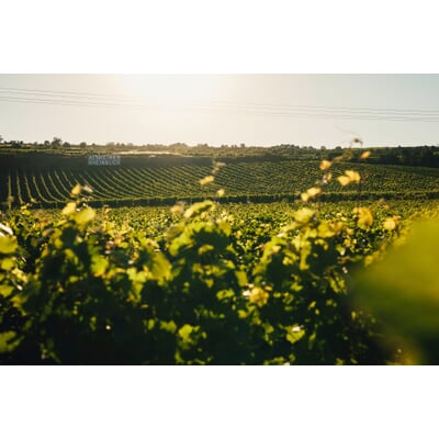 Oh My Grape bruisend druivensap alcoholvrij | Manufactum