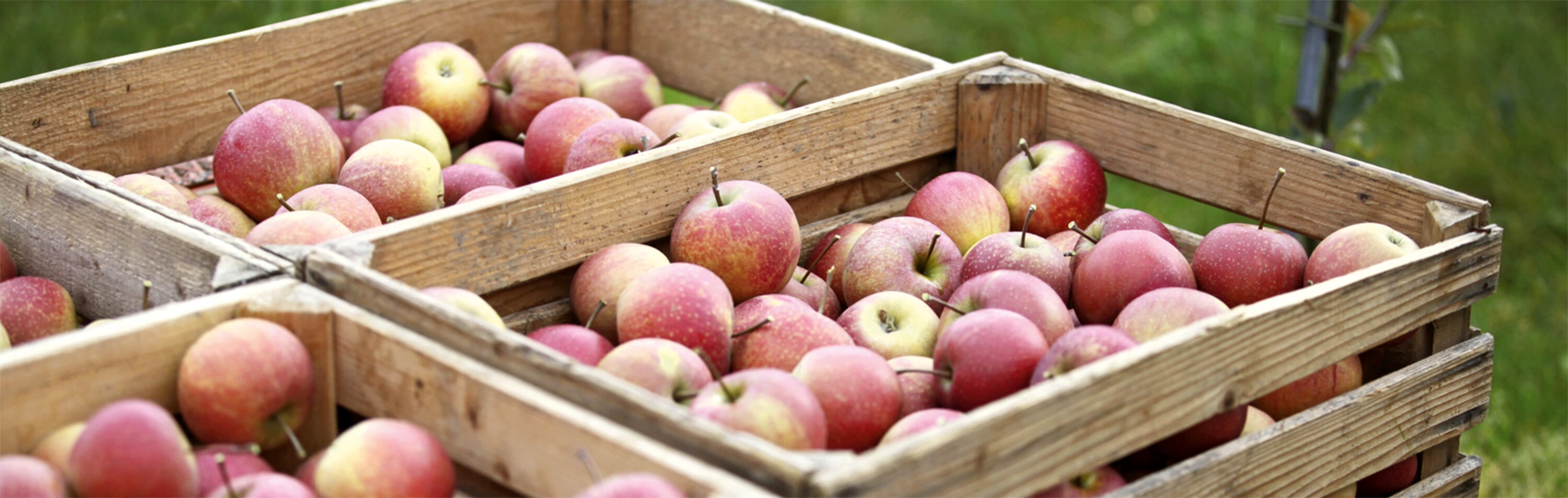 Oogsten en bewaren van appels | Manufactum Tuinjaar