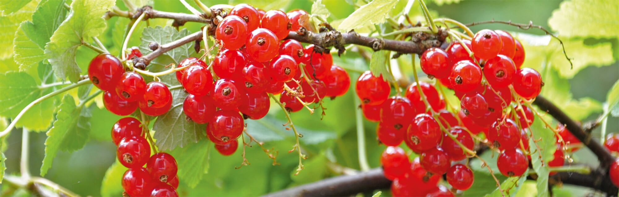 Bessenstruiken snoeien en uitdunnen | Manufactum Gartenjahr
