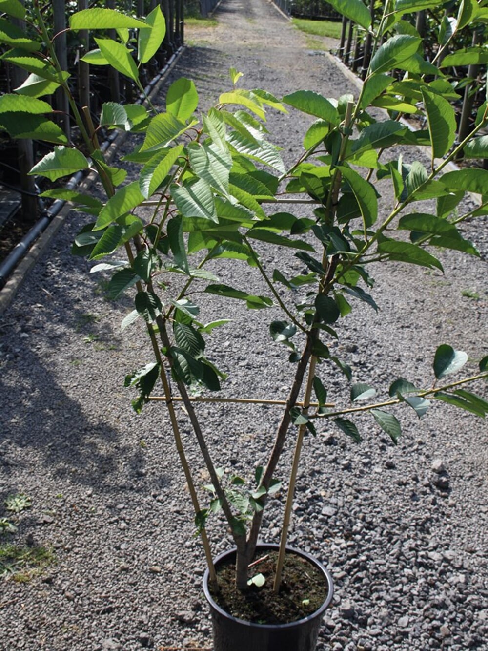 Entrijzen voor het enten van fruitbomen | Manufactum Gartenjahr
