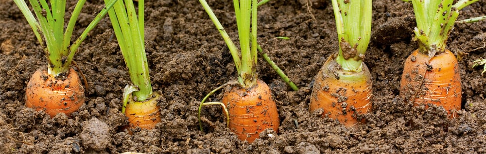 Bemesting en water geven aan opgeslagen groenten | Manufactum Garden Jaar