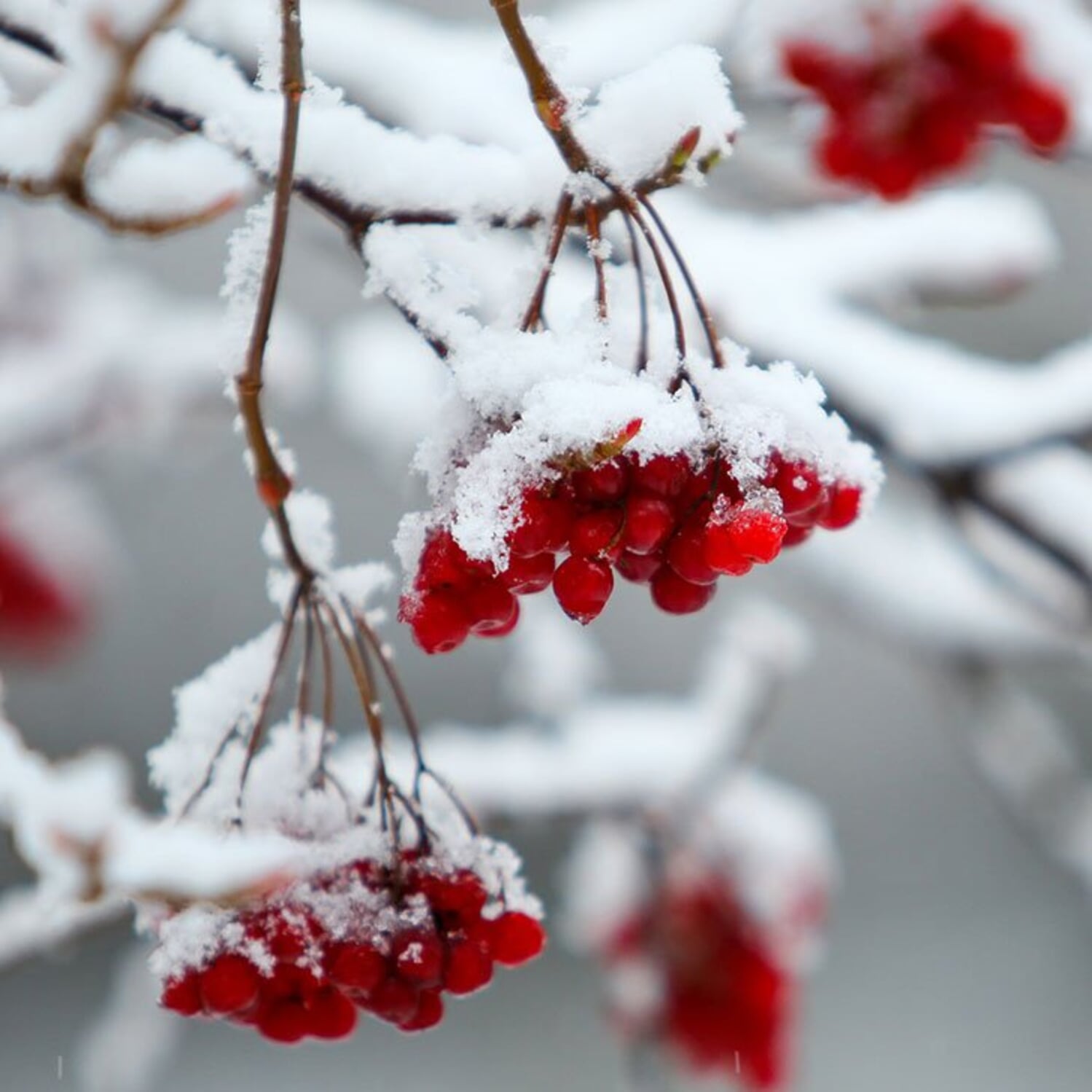 Tuinieren in januari | Manufactum Tuinjaar