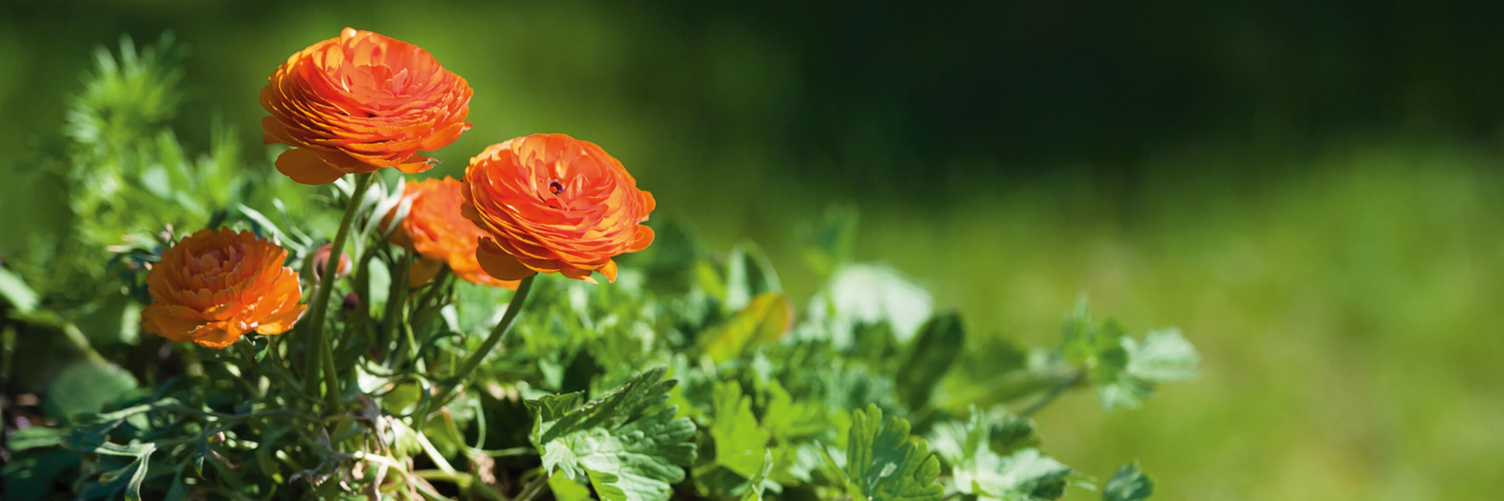 Het planten van zomerbloeiende bolbloemen | Manufactum Tuinjaar