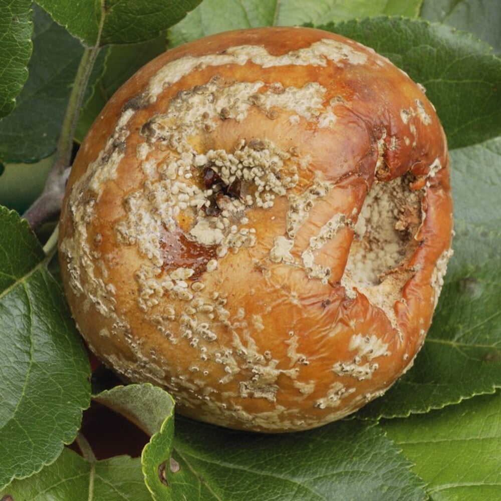 Het oprapen van gevallen fruit | Manufactum Tuinjaar