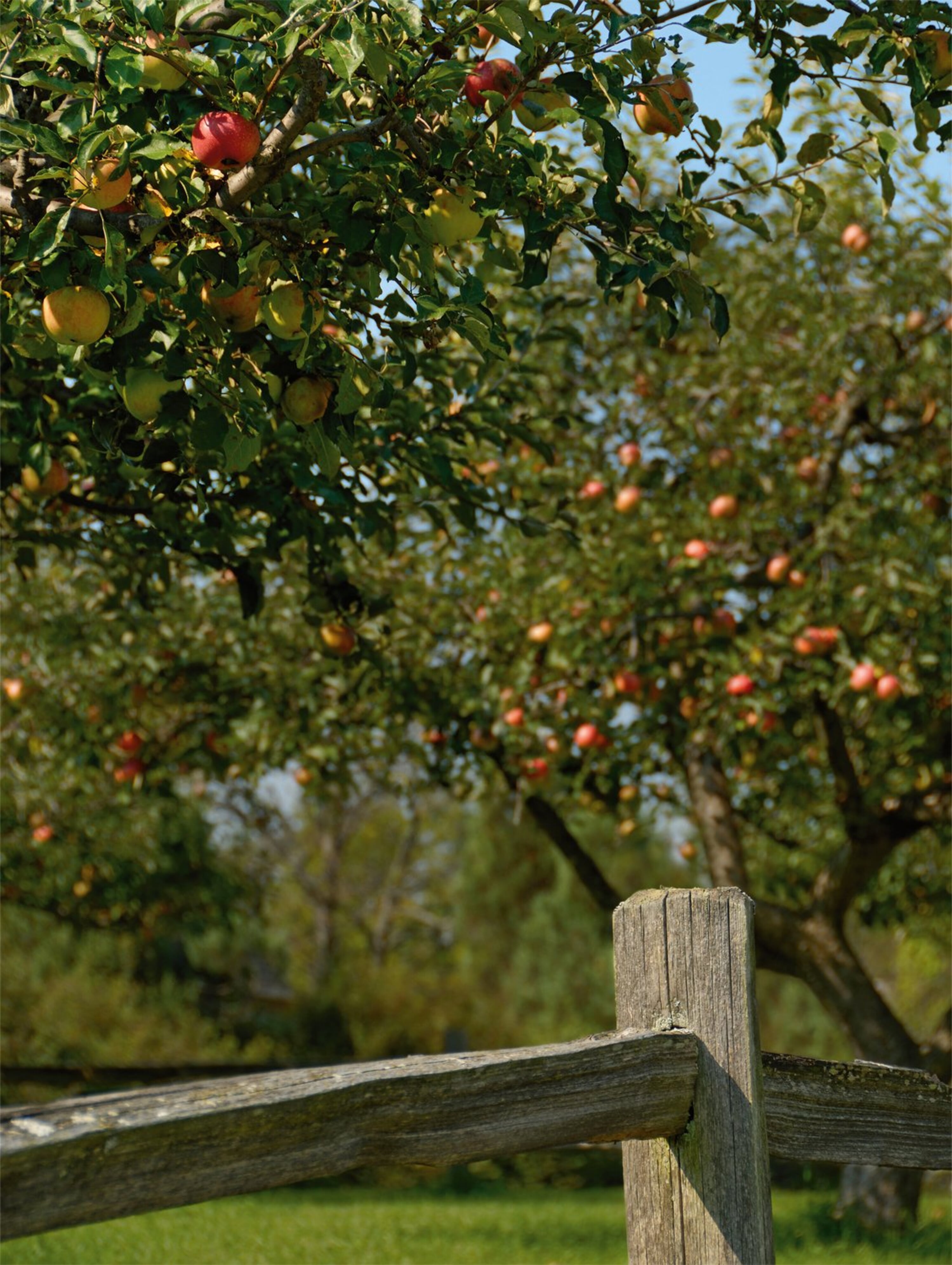 Fruitbomen met blote wortel planten | Manufactum Tuinjaar