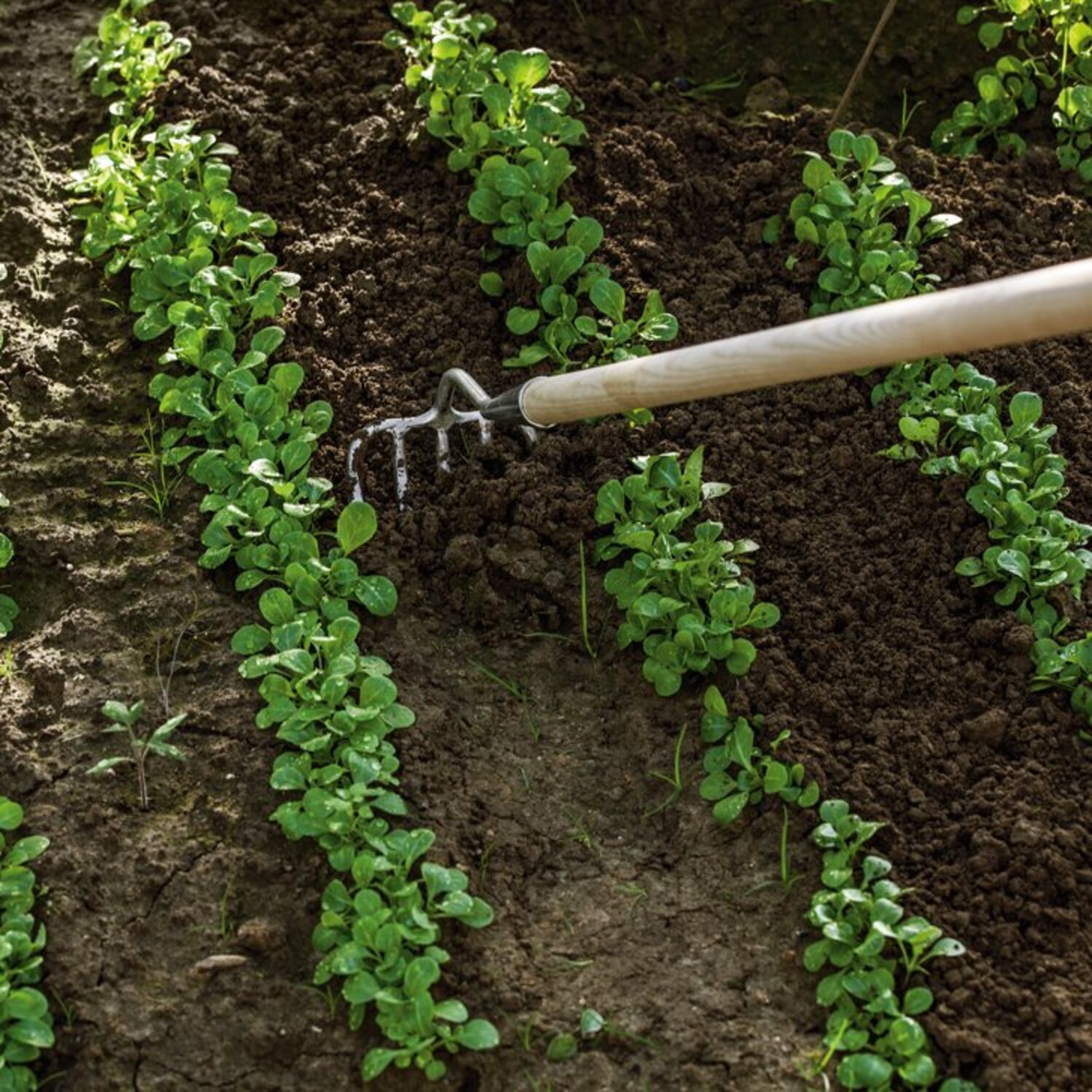 Boden lockern und jäten: Anleitung zur Bodenpflege | Manufactum Gartenjahr
