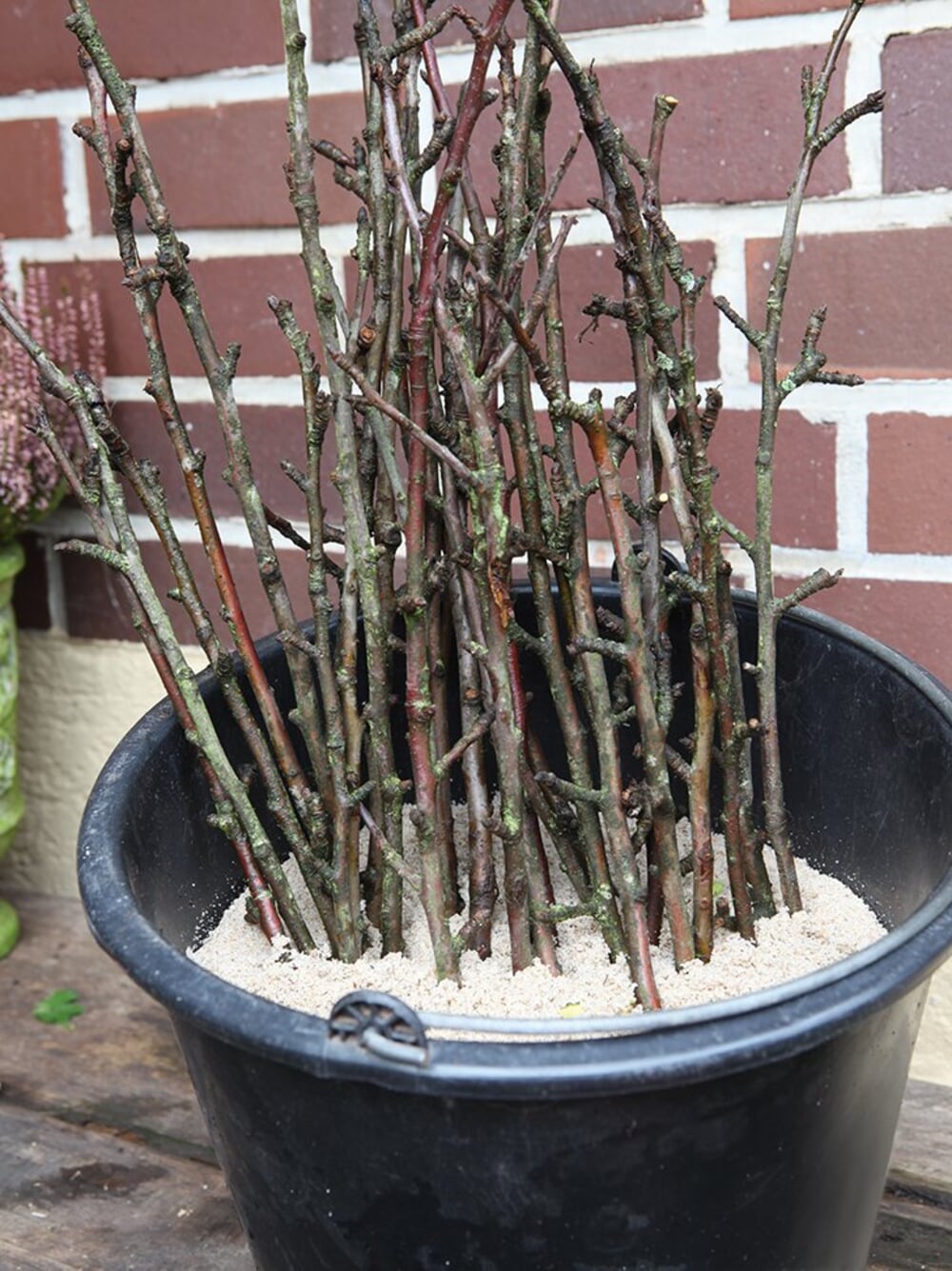 Entrijzen voor het enten van fruitbomen | Manufactum Gartenjahr