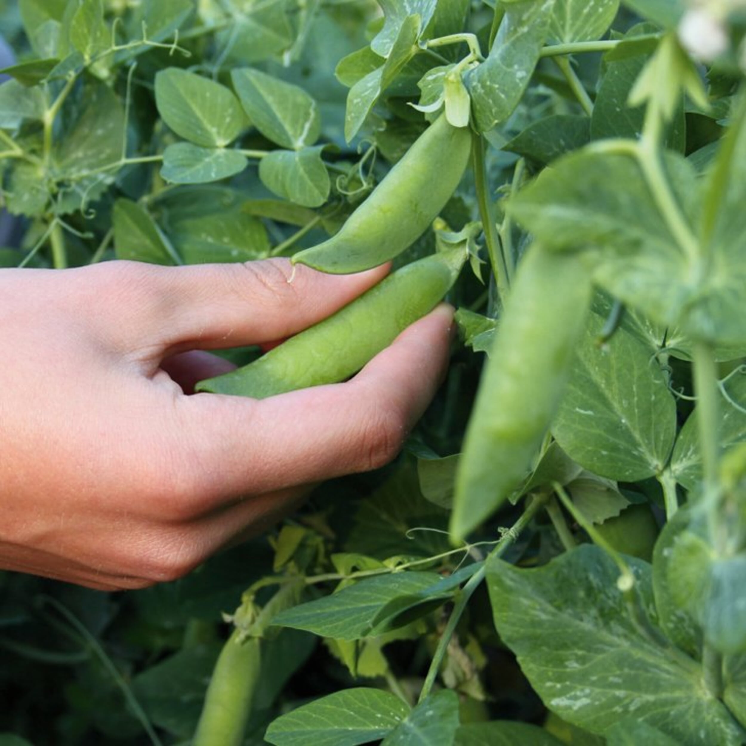 Groenten oogsten: van broccoli tot sperziebonen | Manufactum Gartenjahr
