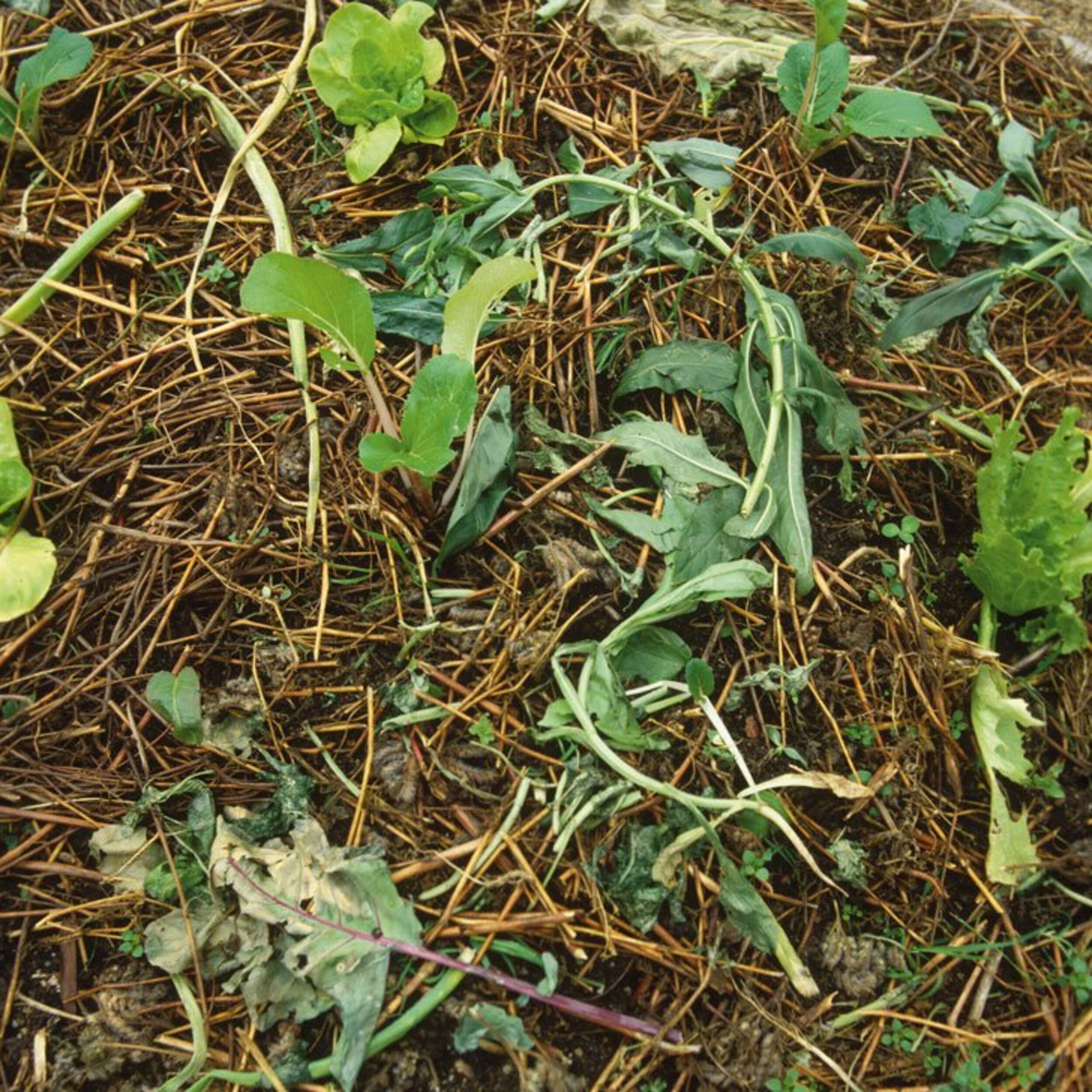 Mulchen van open bedden | Manufactum Gartenjahr