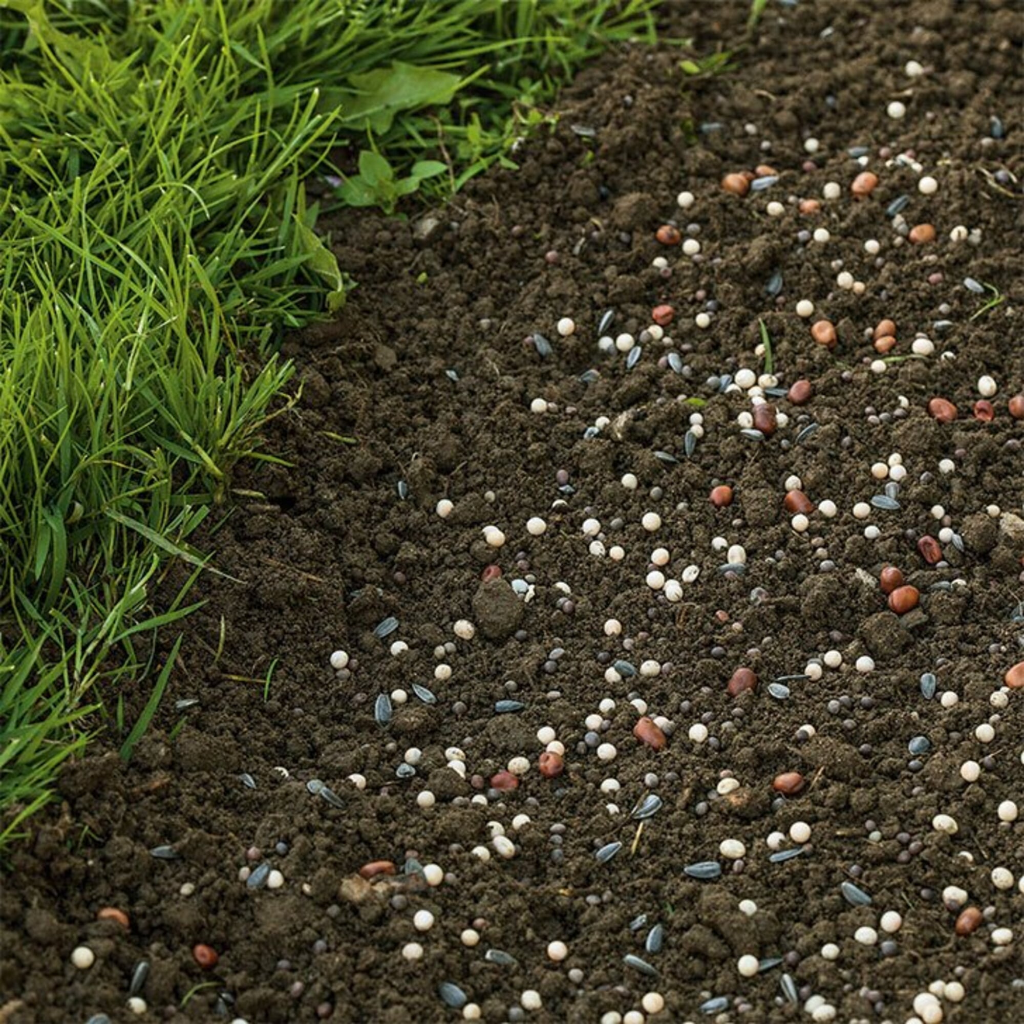 Groenbemesting op geoogste bedden | Manufactum Tuin Jaar