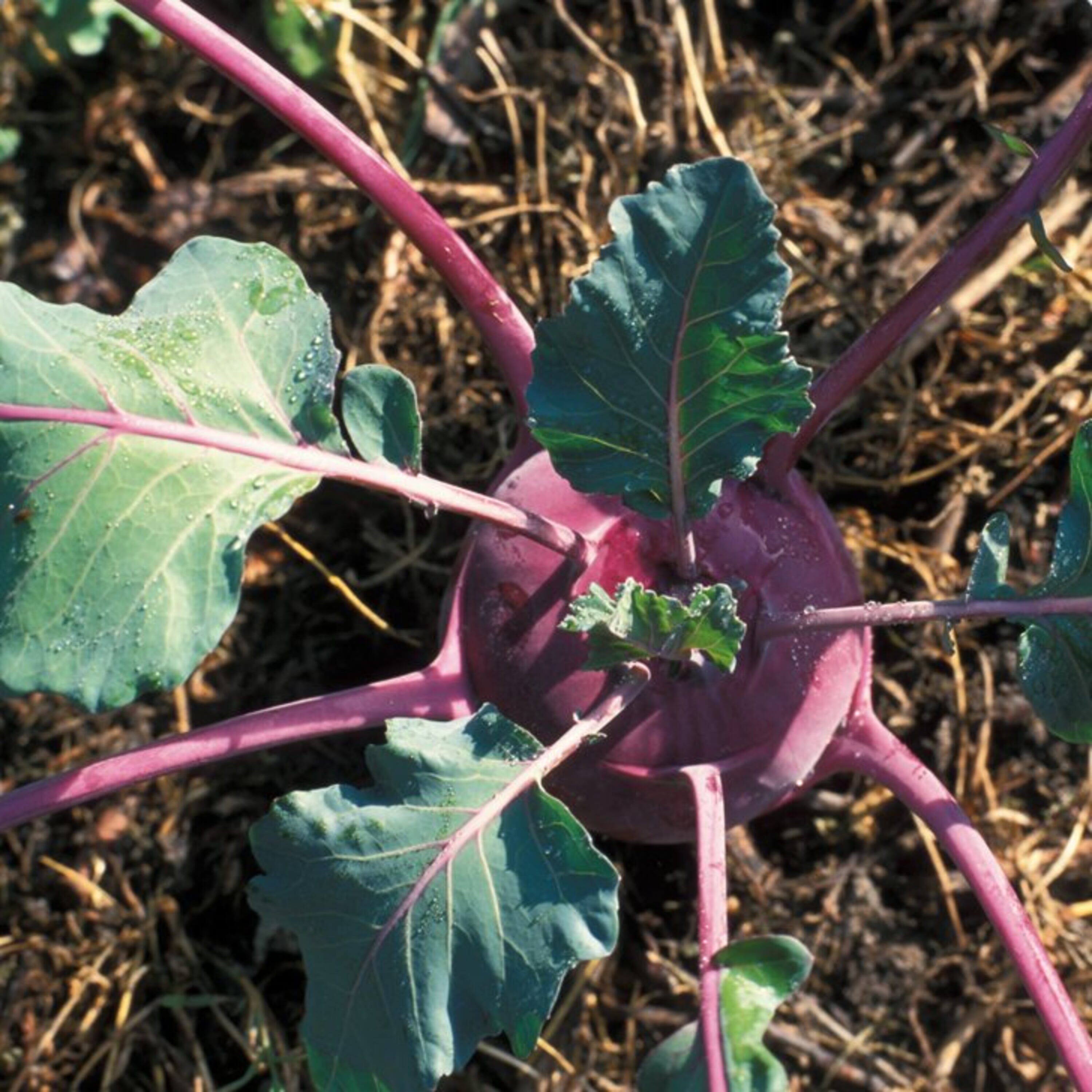 Bemesting en water geven aan opgeslagen groenten | Manufactum Garden Jaar