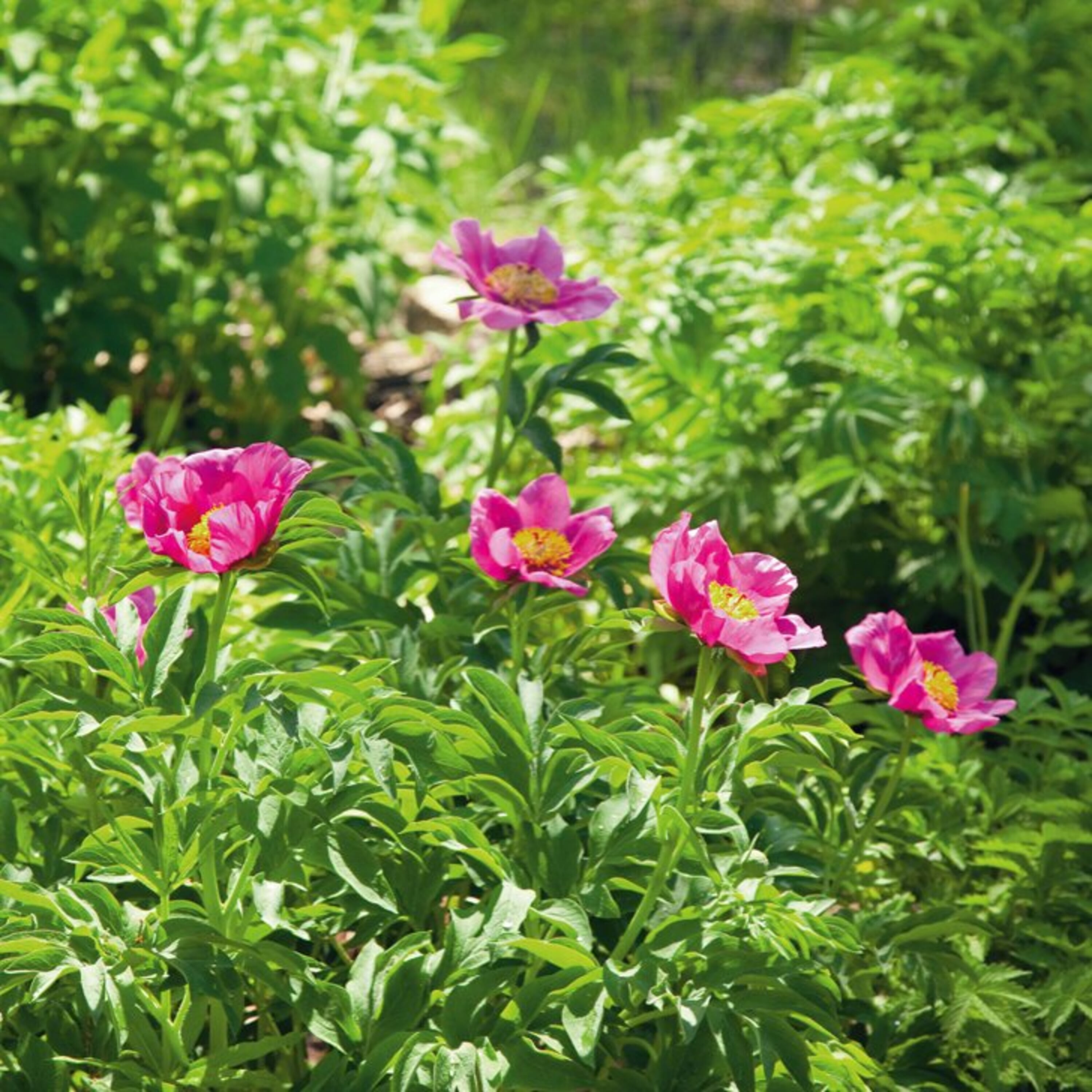 Pfingstrosen teilen und umpflanzen | Manufactum Gartenjahr