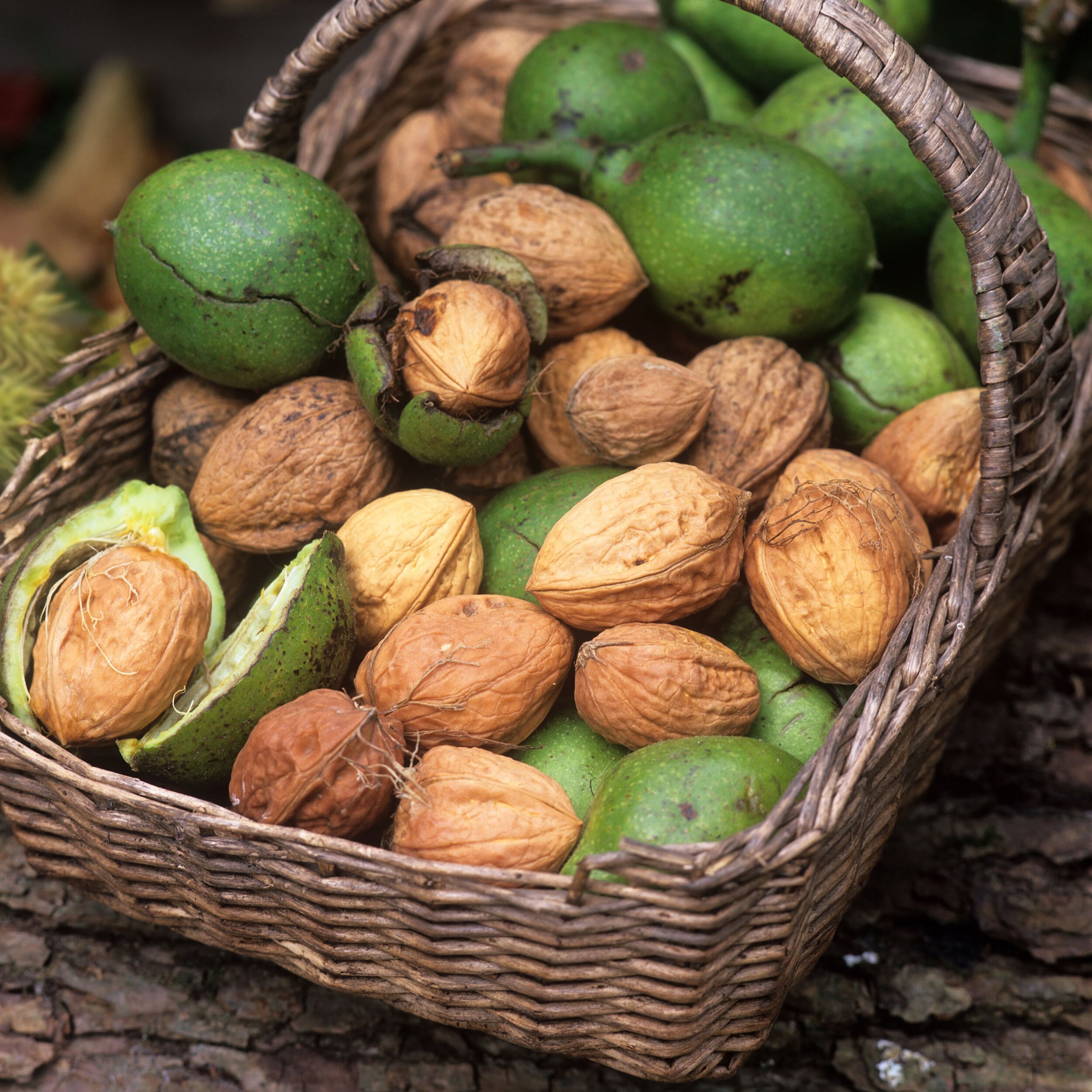 Oogsten en bewaren van walnoten | Manufactum Tuinjaar