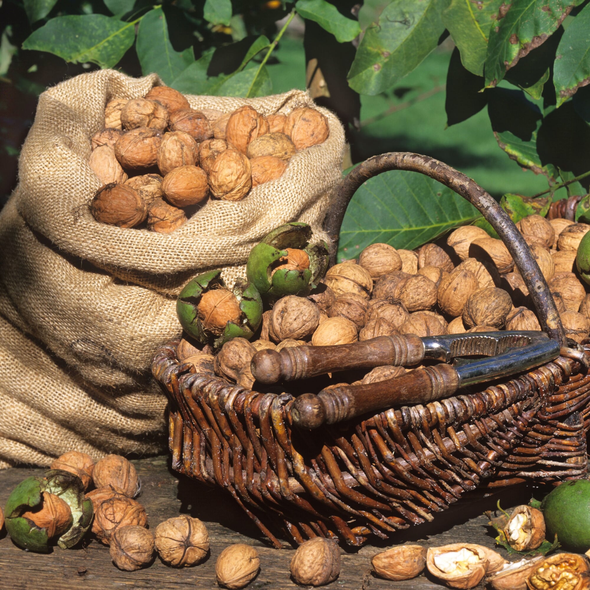 Oogsten en bewaren van walnoten | Manufactum Tuinjaar