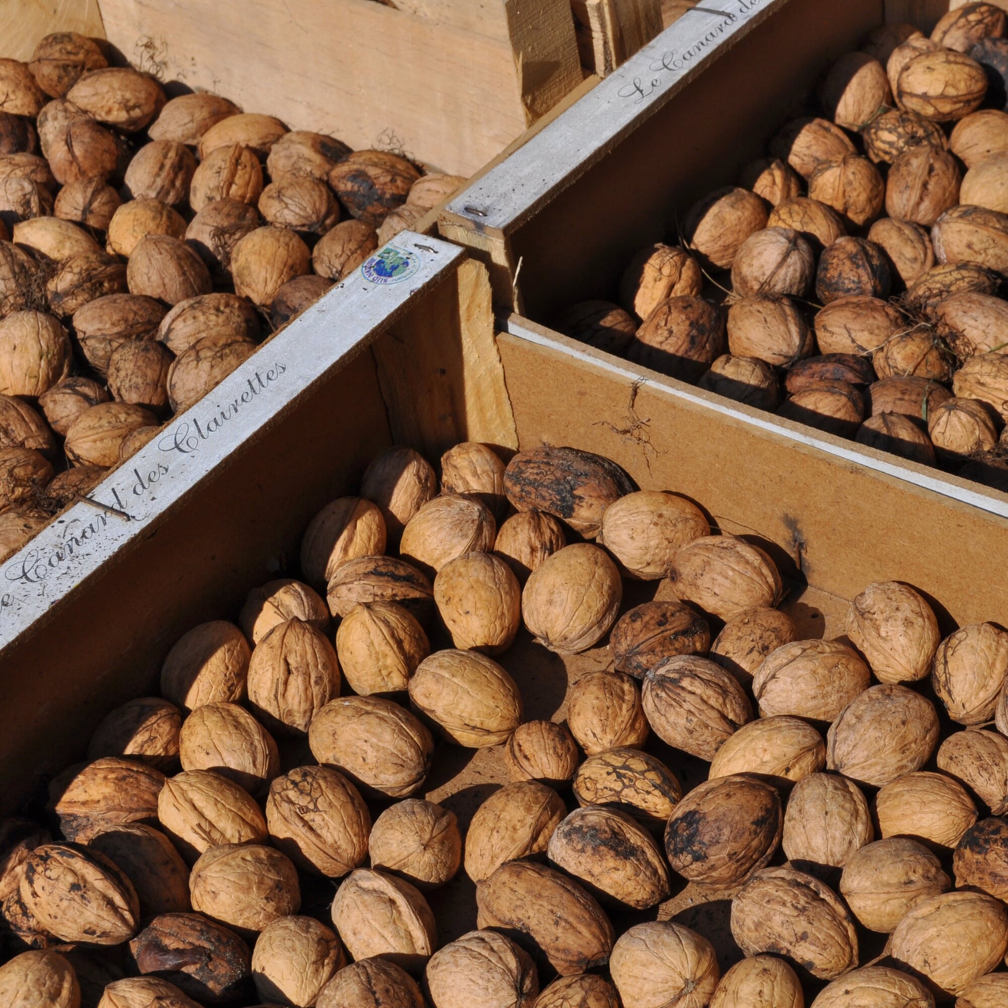 Oogsten en bewaren van walnoten | Manufactum Tuinjaar