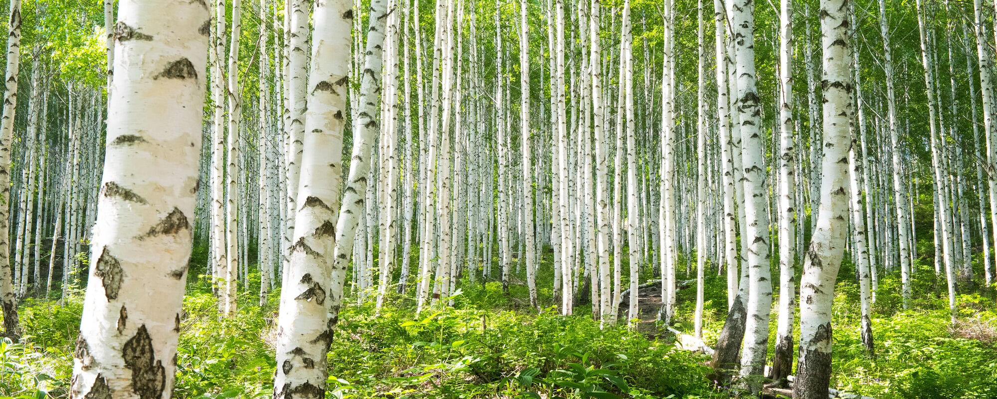 Birke (Betula spec.) | Heilpflanzen ABC