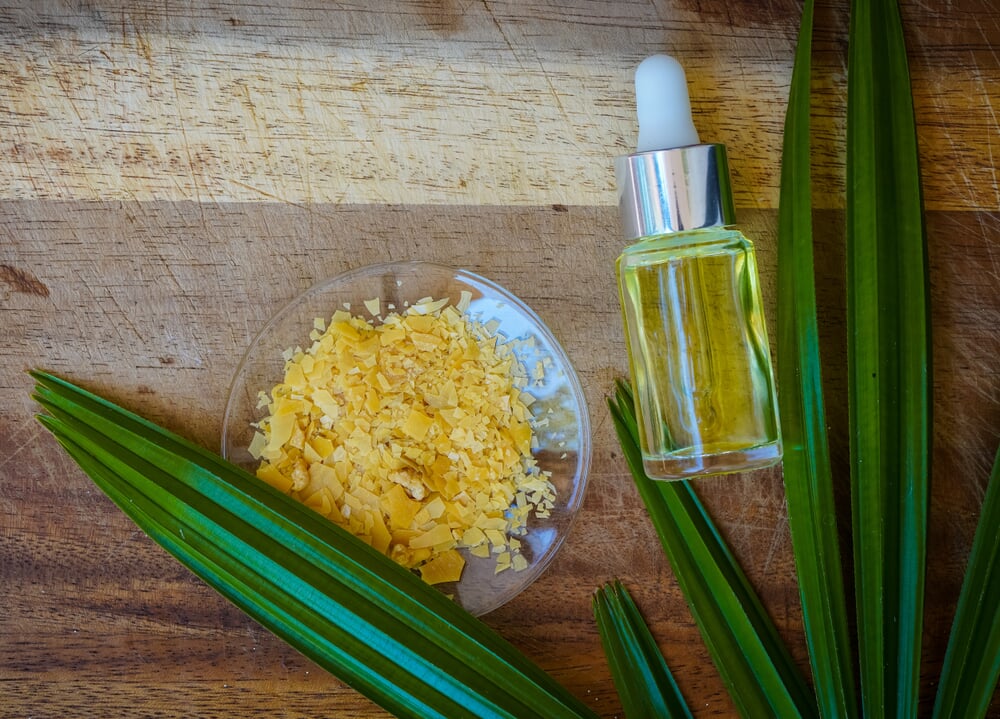 Carnauba Palm (Copernicia prunifera) | Manufactum