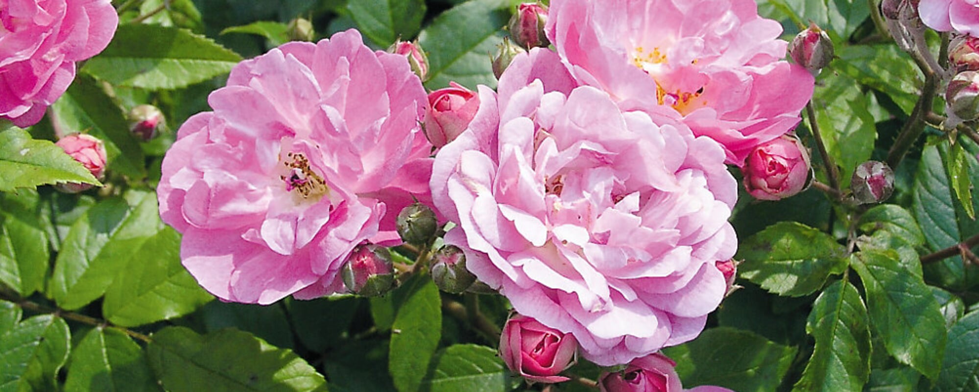 Rose (Rosa spec.) | Manufactum