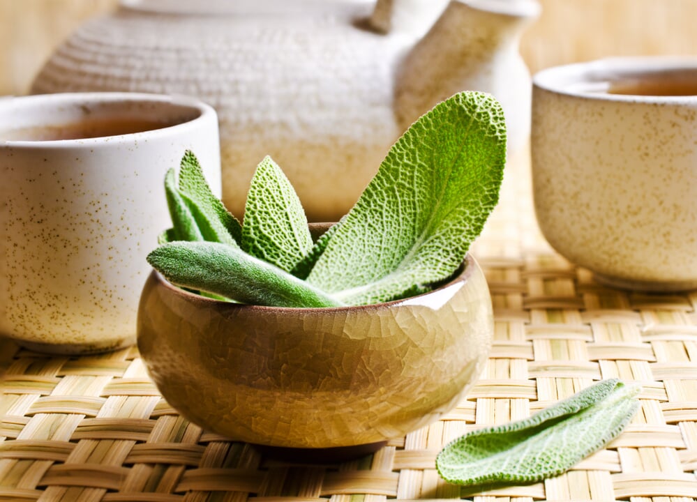 Common Sage (Salvia officinalis) | Manufactum