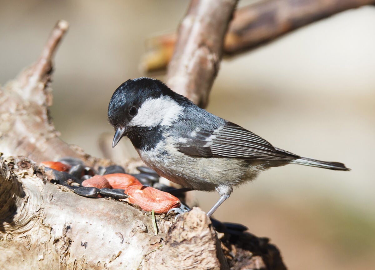 Feeding houses for birds | Manufactum