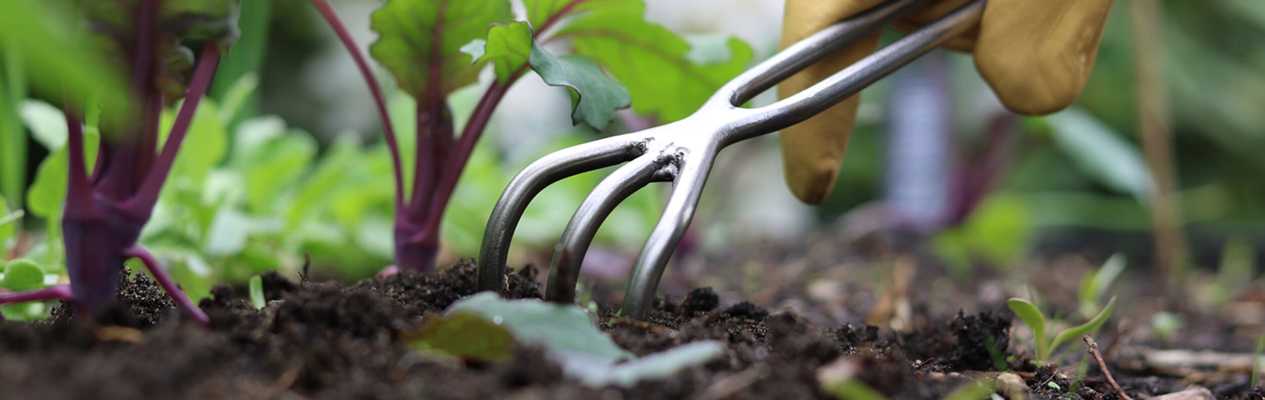 Boden lockern und jäten: Anleitung zur Bodenpflege | Manufactum Gartenjahr