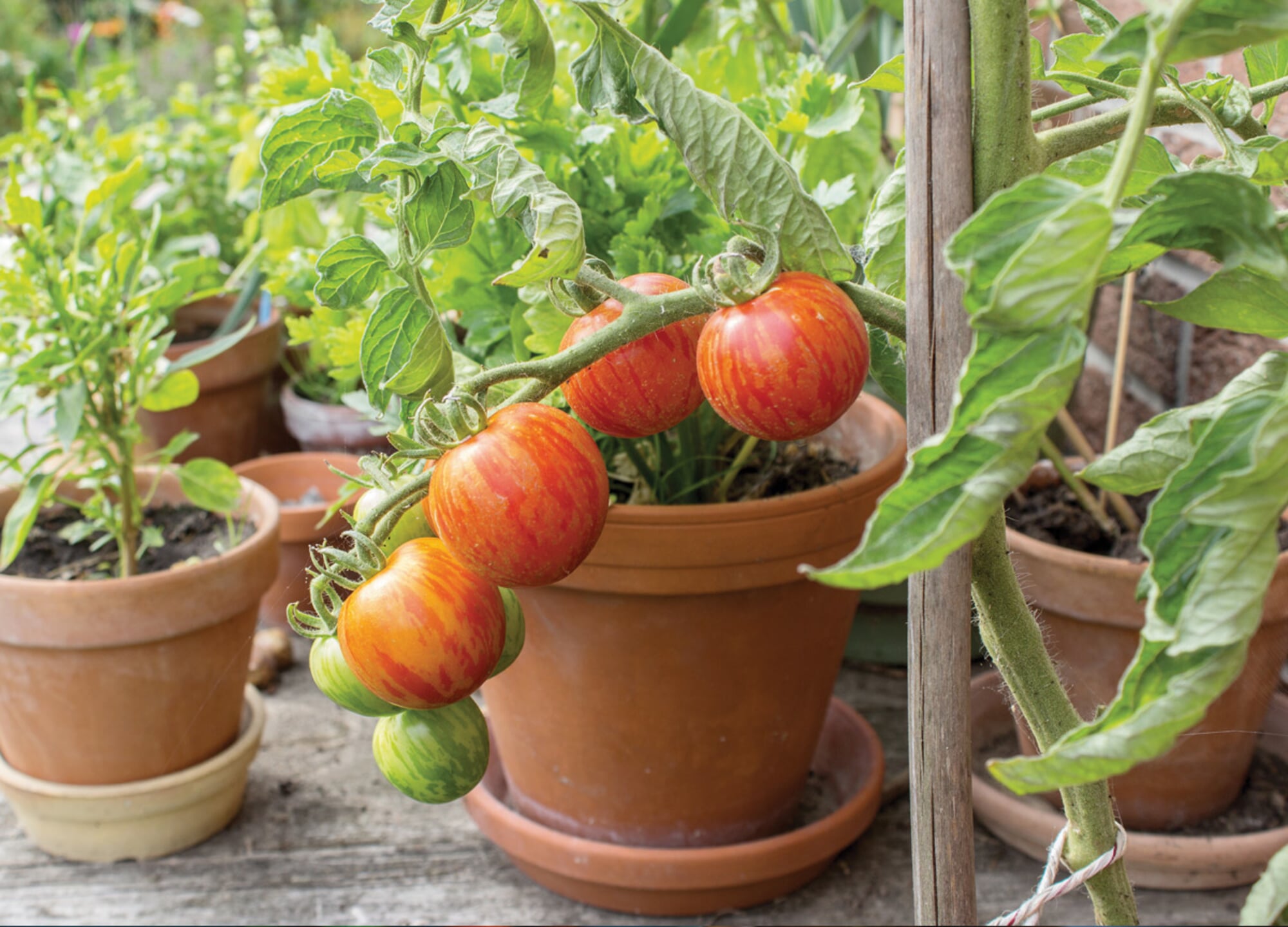 Tomatenpflanzen: Reichtragende Sorten mit vollem Geschmack | Manufactum