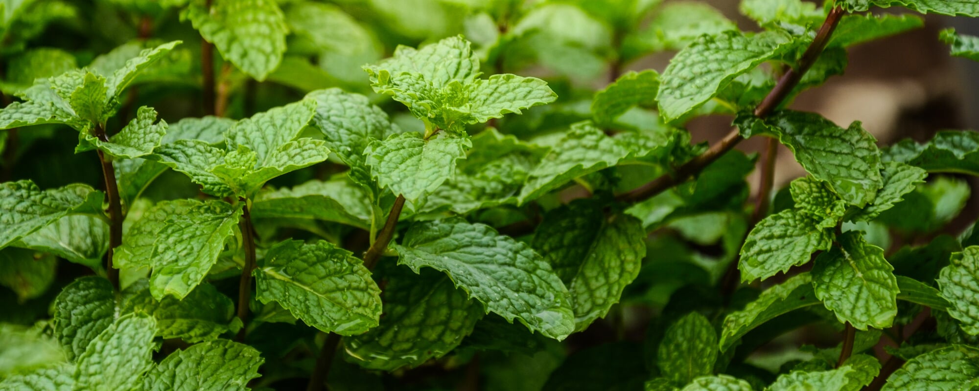 Frischer Geschmack: Produkte mit Minze | Manufactum