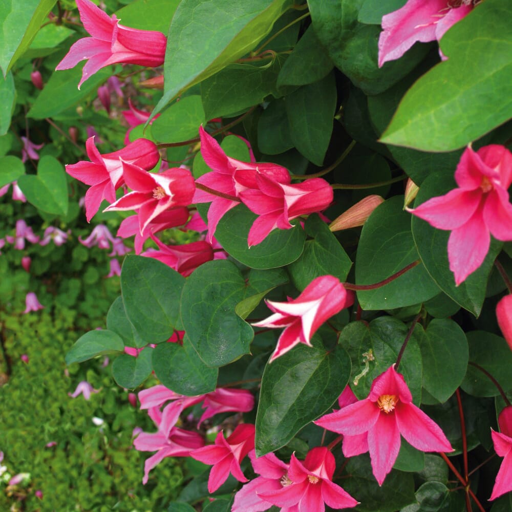Waldreben (Clematis) kaufen | Manufactum Online Shop