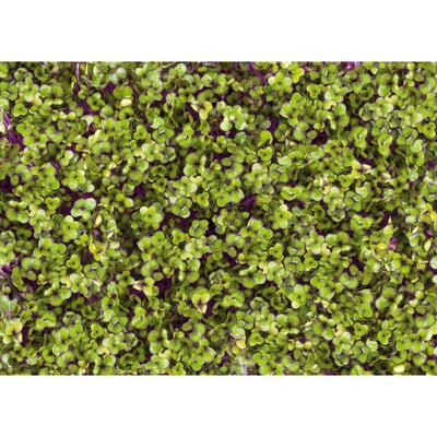 Microgreens Pad de semis bio, Chou rouge | Manufactum