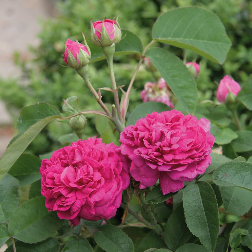 Damaszenerrose 'Rose de Resht' | Manufactum