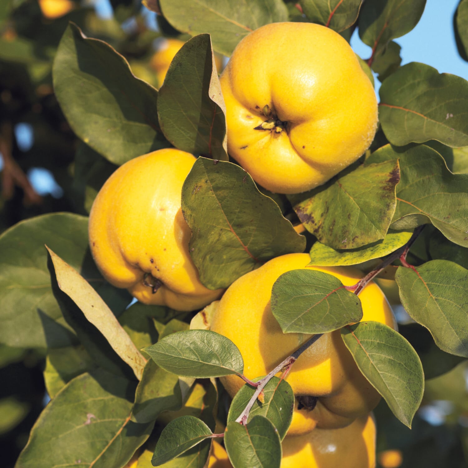 Obstgehölz 'Konstantinopeler Apfelquitte', Halbstamm | Manufactum