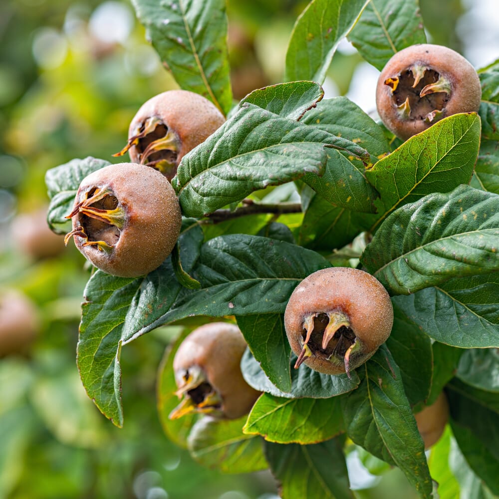 Wildobst-Pflanzen & Wildobstbäume kaufen | Manufactum