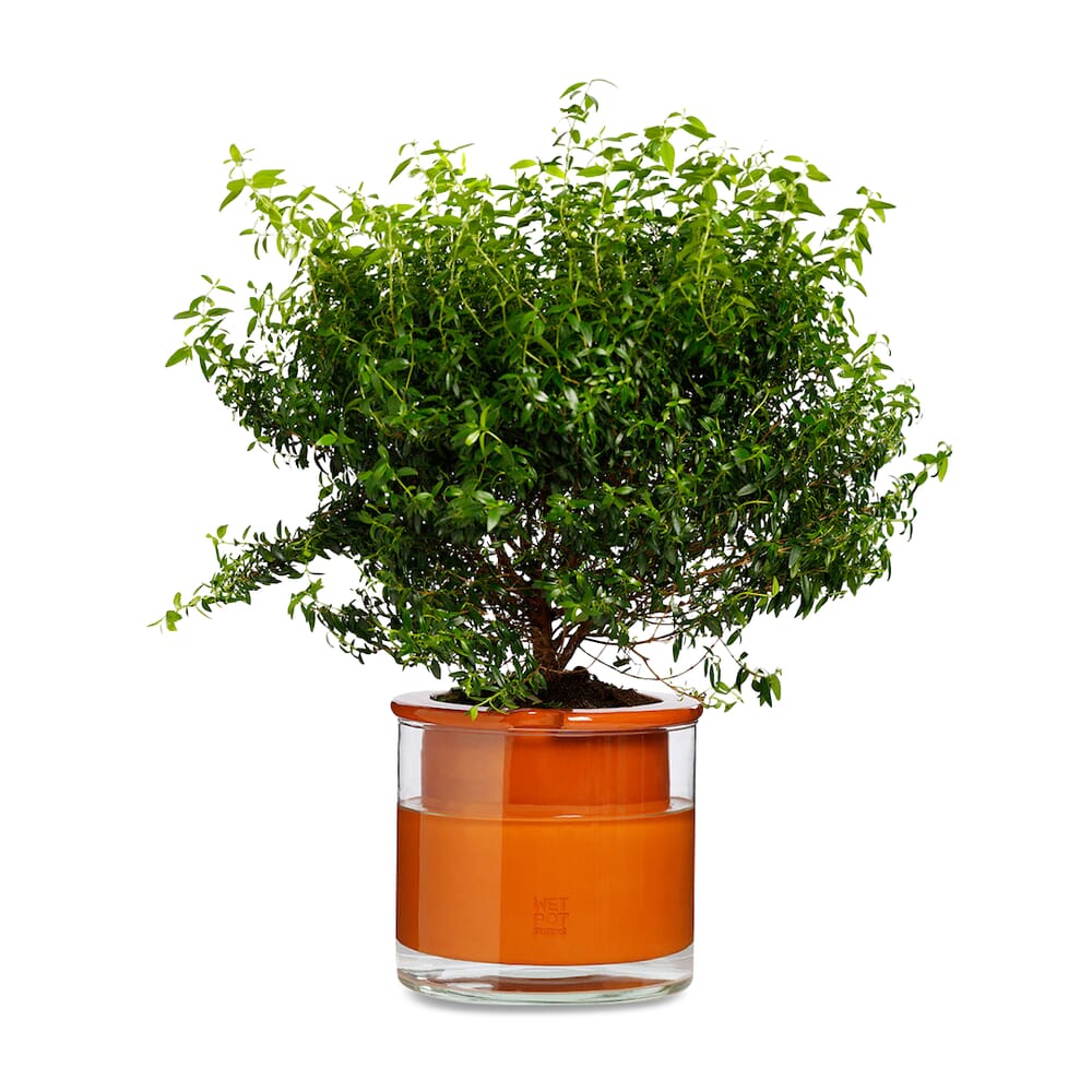 Hoogwaardige Plantenbakken & Plantenpotten kopen | Manufactum
