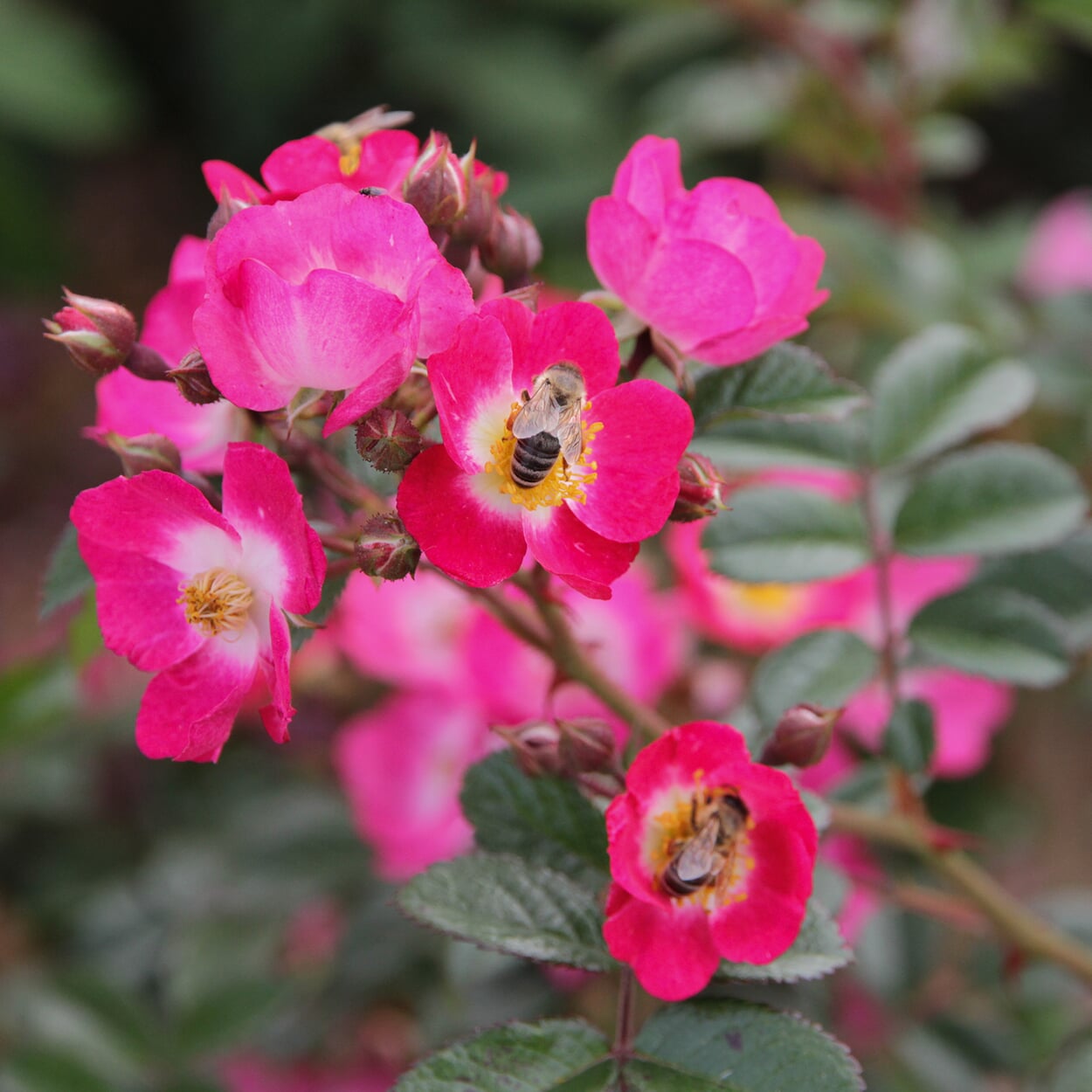 Bienenrose 'Bee Lovely' | Manufactum