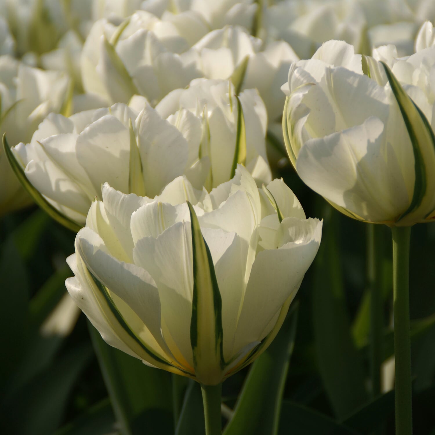 Tulpe 'Exotic Emperor' | Manufactum